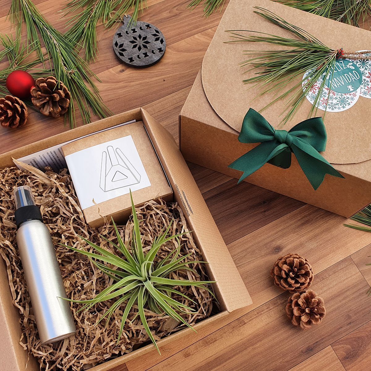 KIT REGALO PLANTA AÉREA | La experiencia de cultivar