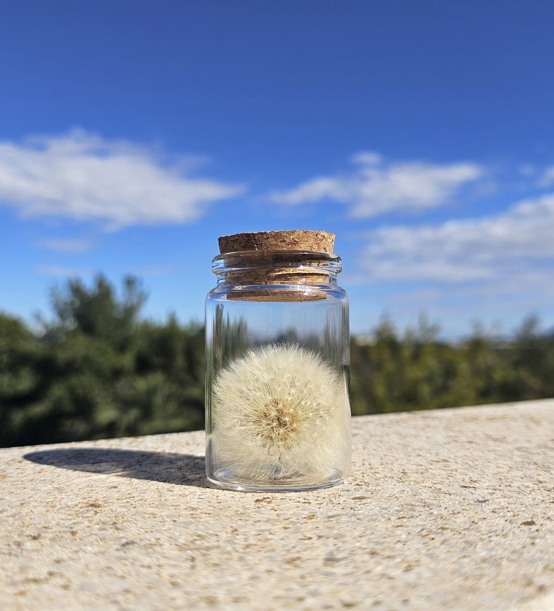 CUMPLIDOR DE DESEOS | Diente de león | Garden Pocket